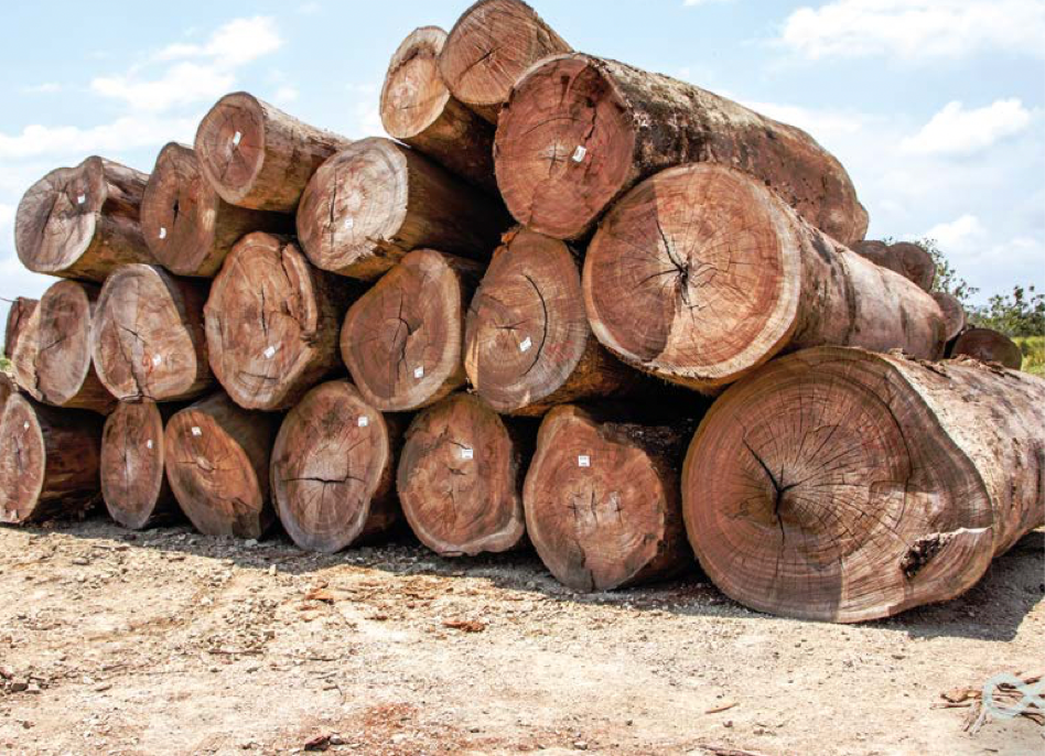 Who is Coast Eco Timber